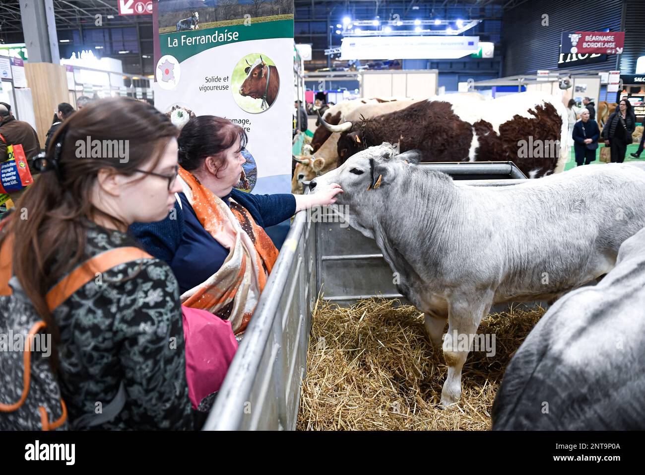 Illustration view with a cow (bovines, cows) during the 59th edition of ...