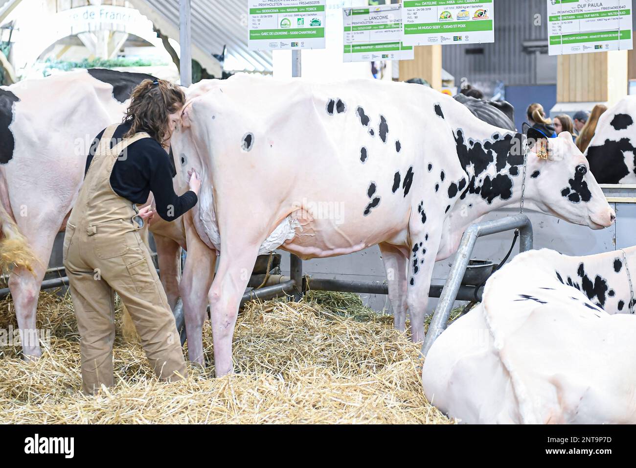 Illustration view with a cow (bovines, cows) during the 59th edition of ...