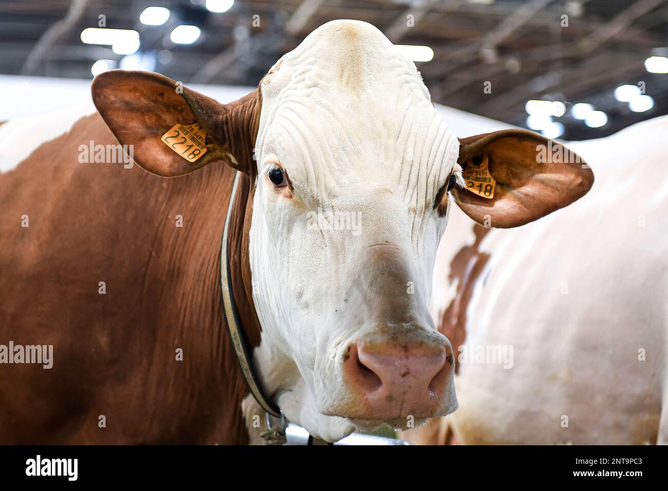 Illustration view with a cow (bovines, cows) during the 59th edition of ...