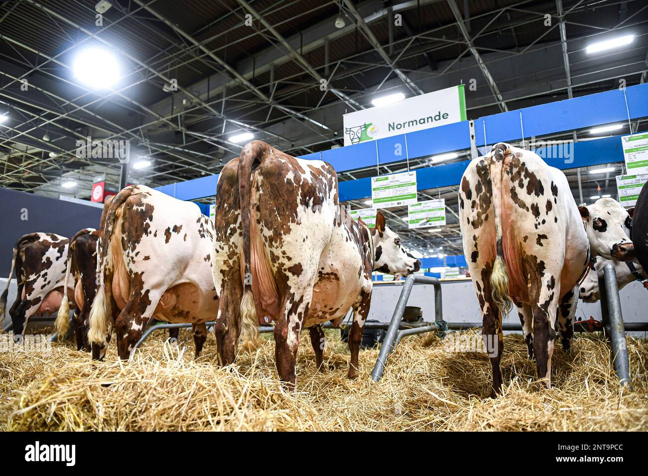 Illustration view with a cow (bovines, cows) during the 59th edition of ...