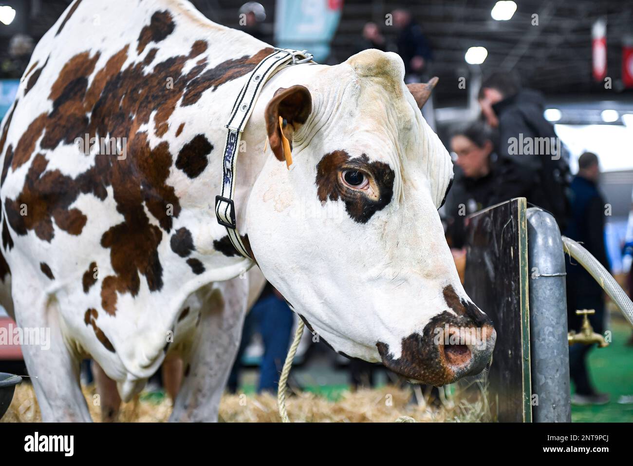 Illustration view with a cow (bovines, cows) during the 59th edition of ...