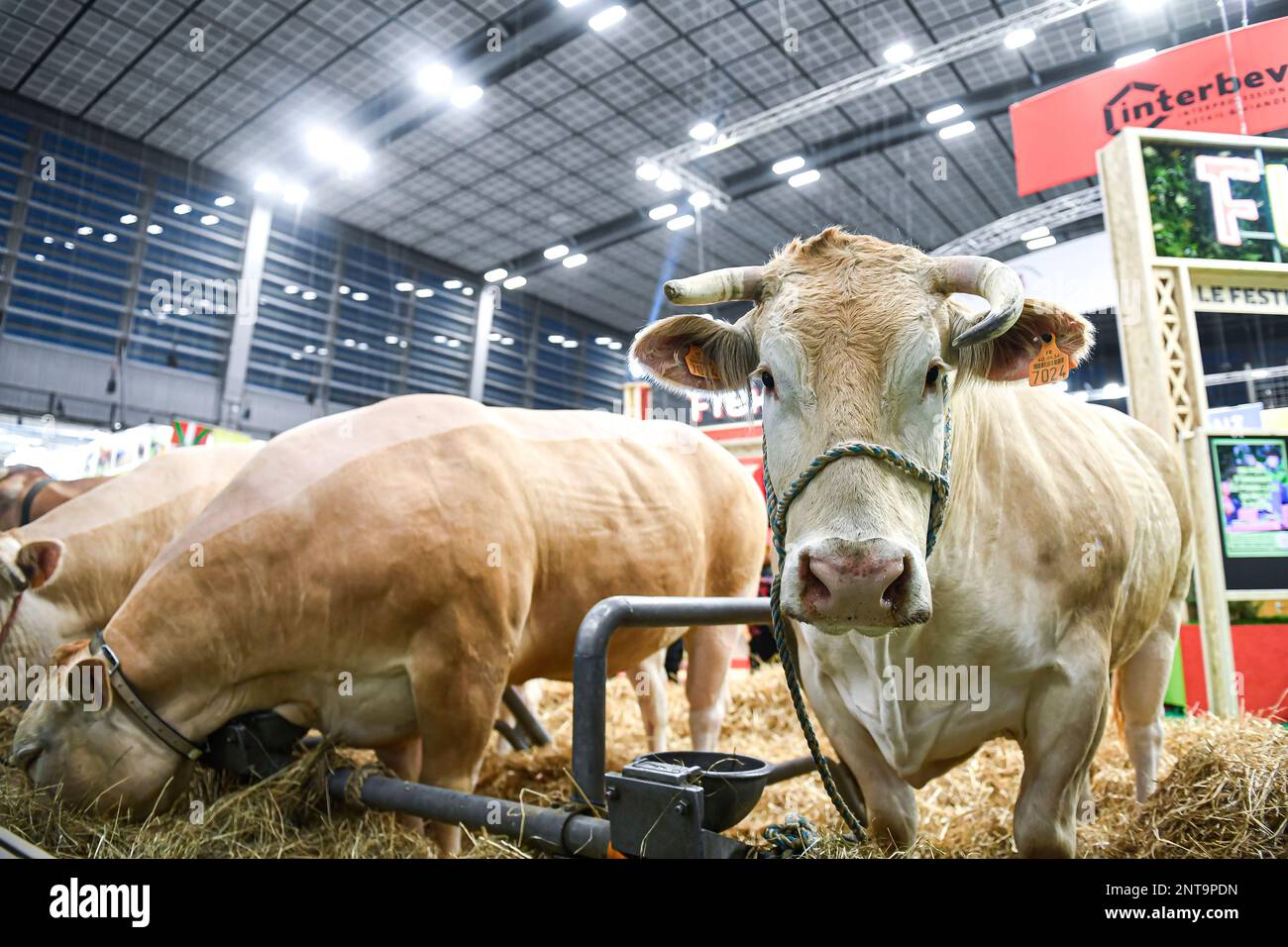 Illustration view with a cow (bovines, cows) during the 59th edition of ...