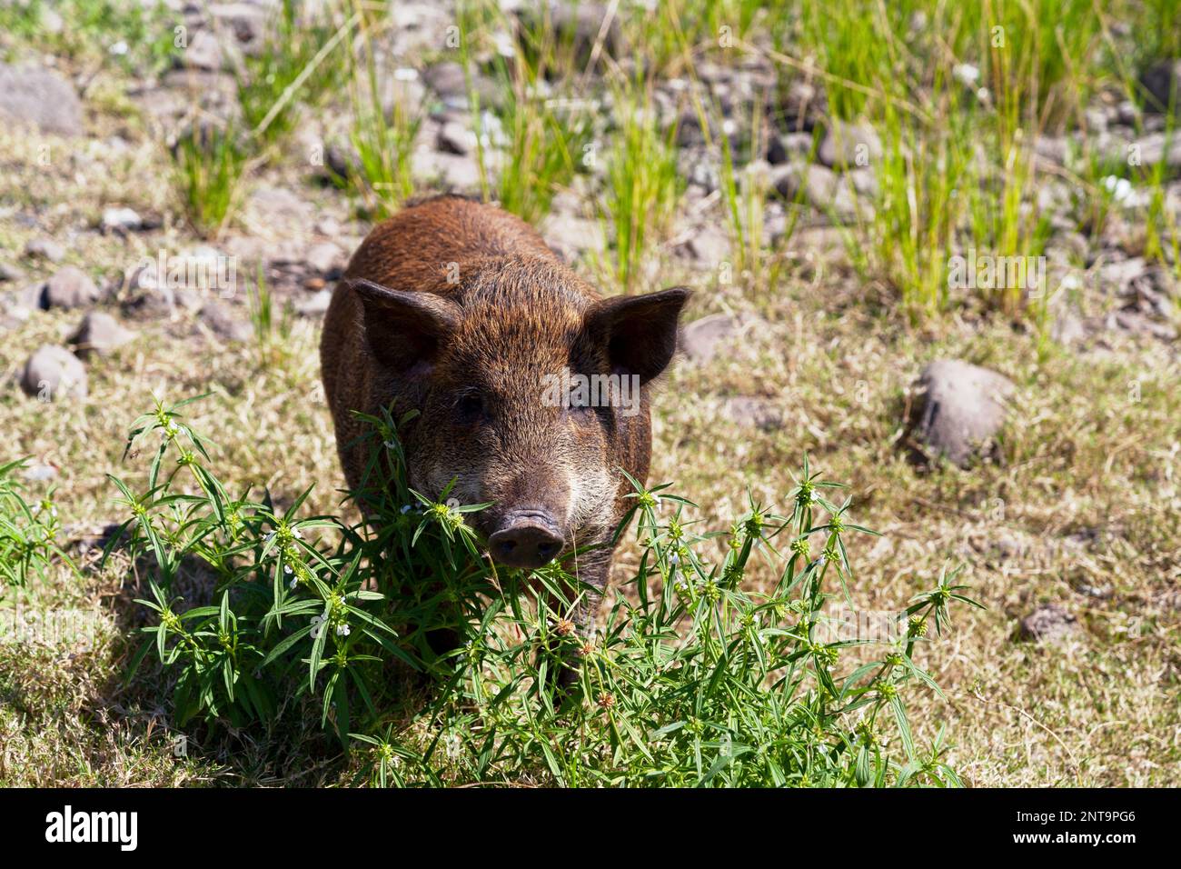 Pig outdoors hi-res stock photography and images - Alamy