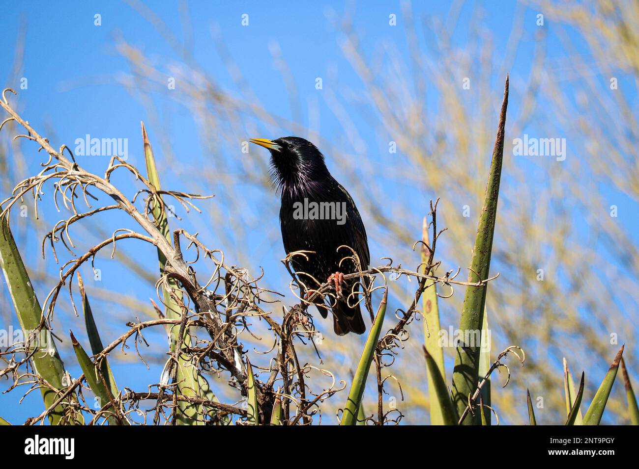 Nonnative hi-res stock photography and images - Alamy