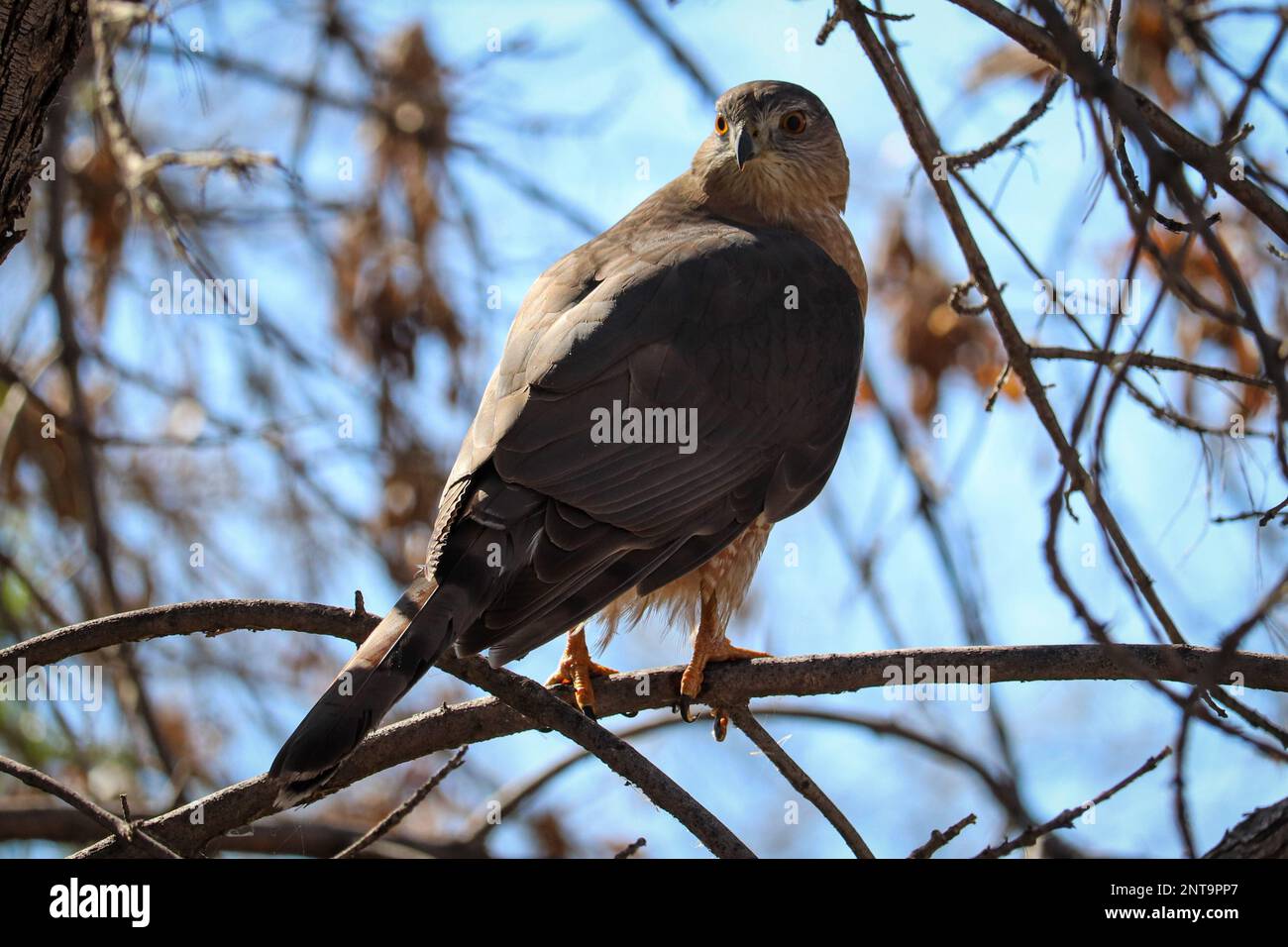 Cooper's hawk or Accipiter cooperii perching in a tree at the riparian ...