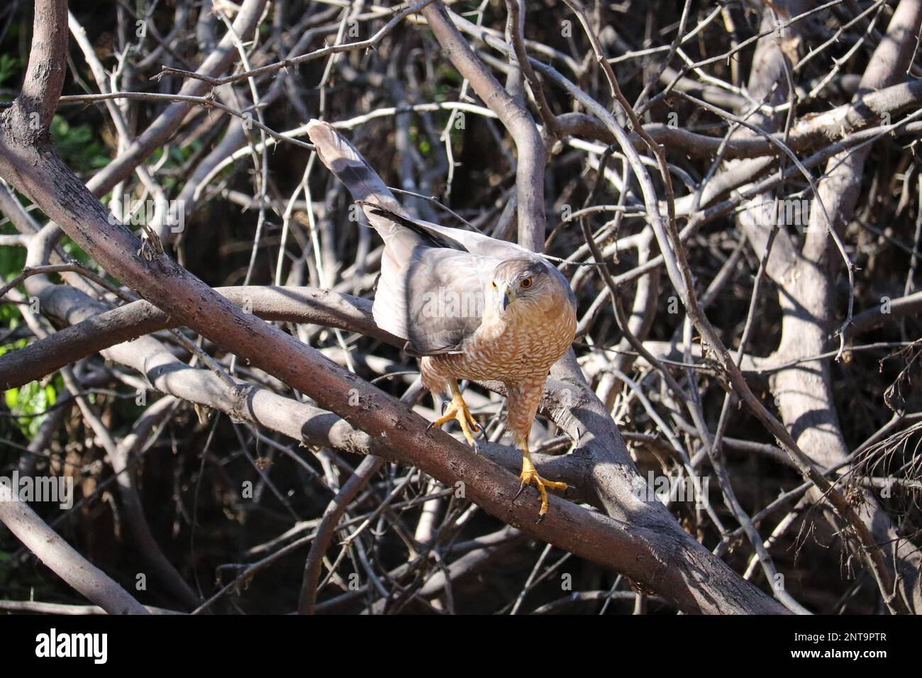 Cooper's hawk or Accipiter cooperii perching in a tree at the riparian ...