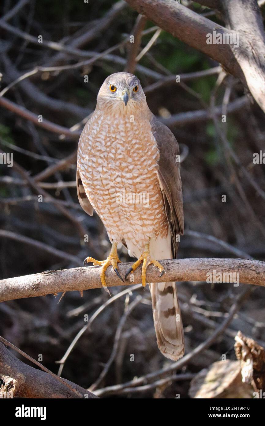Cooper's hawk or Accipiter cooperii perching on a tree branch at the ...