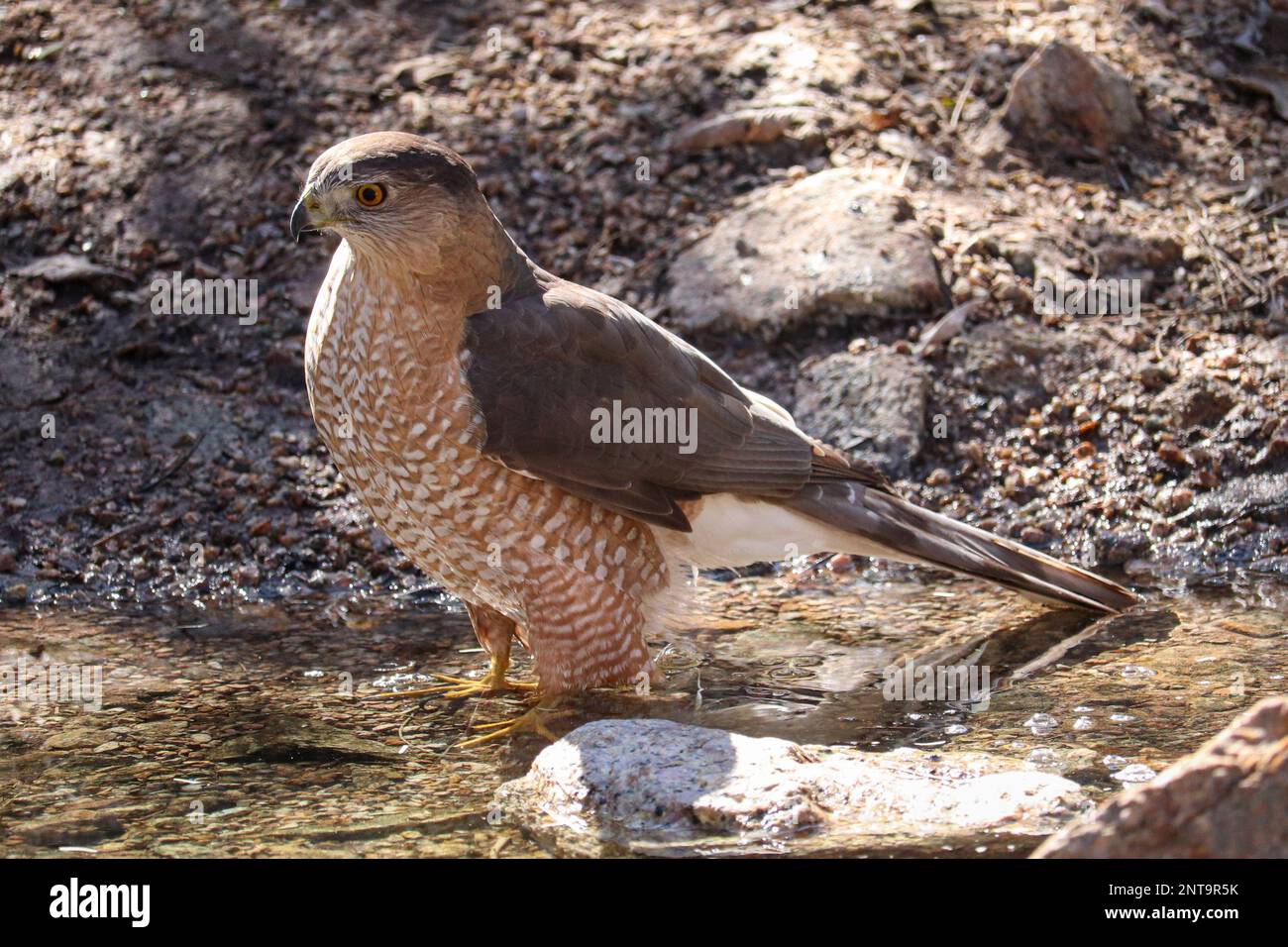 Cooper's hawk or Accipiter cooperii standing in a stream at the ...