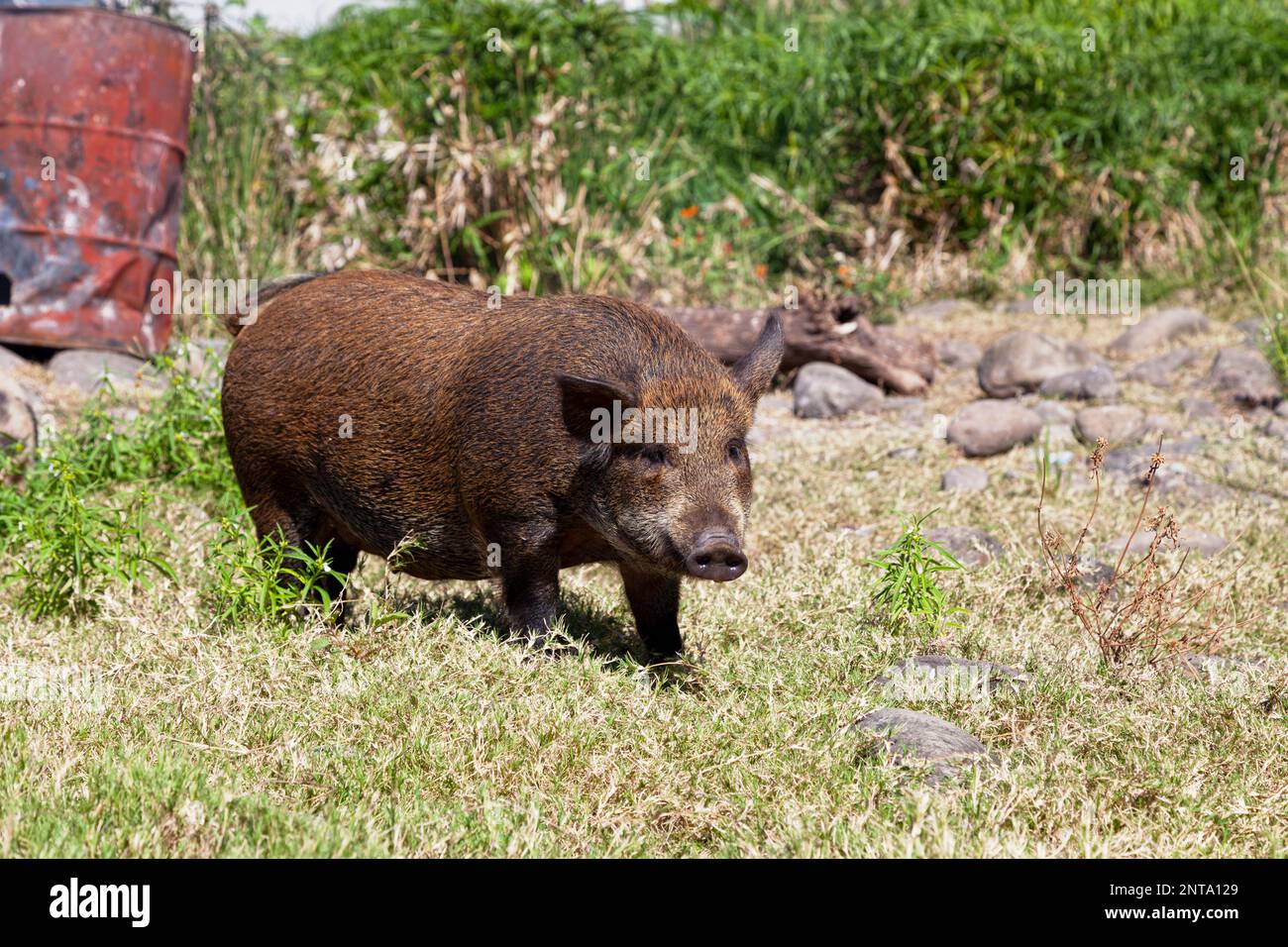 Hoofed mammal hi-res stock photography and images - Alamy