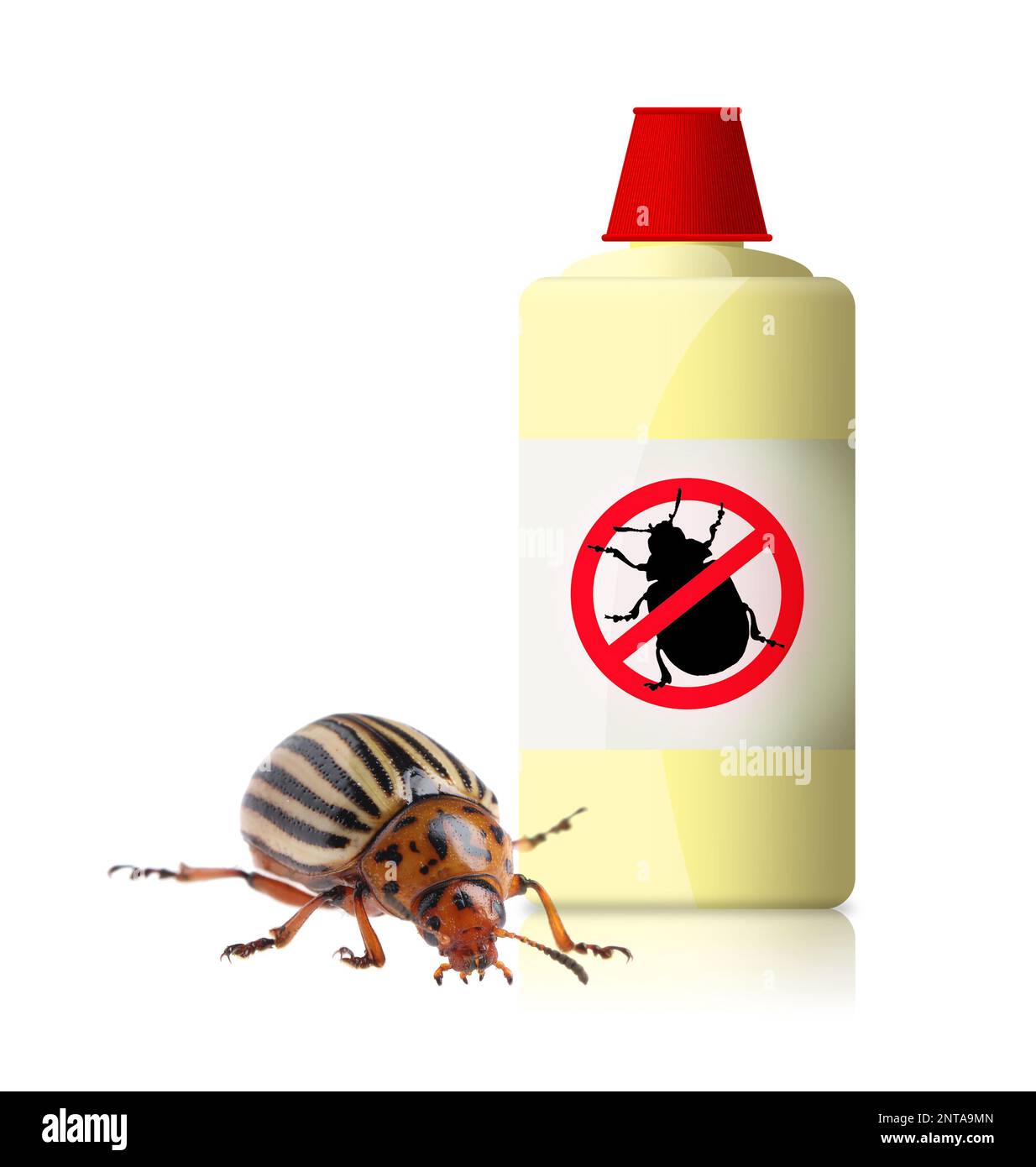 Insecticide and Colorado potato beetle on white background Stock Photo ...
