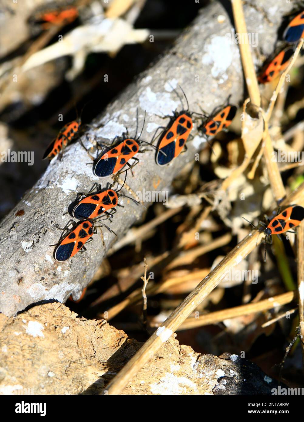 Bugs families and insects Stock Photo - Alamy