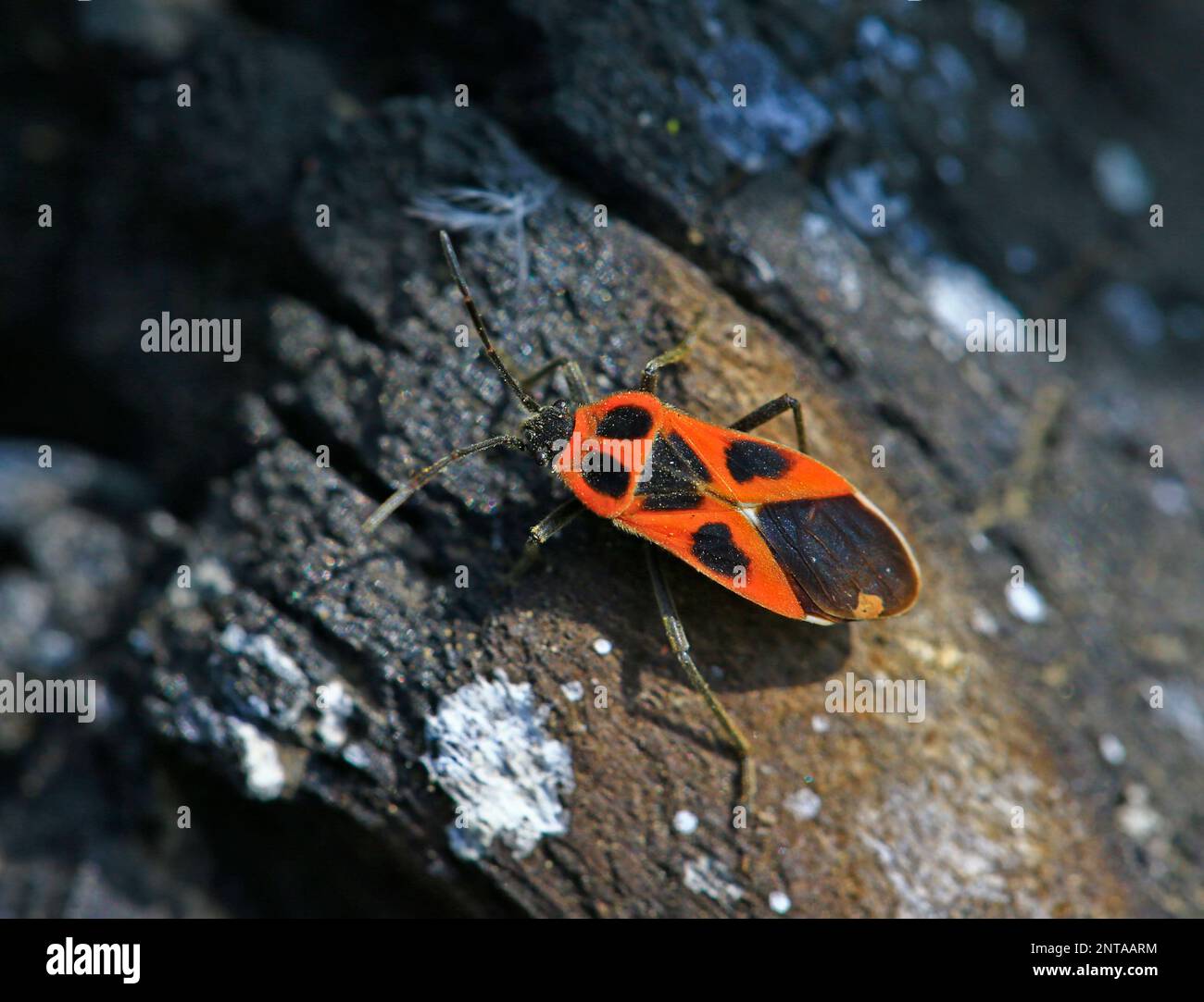 Bugs families and insects Stock Photo - Alamy