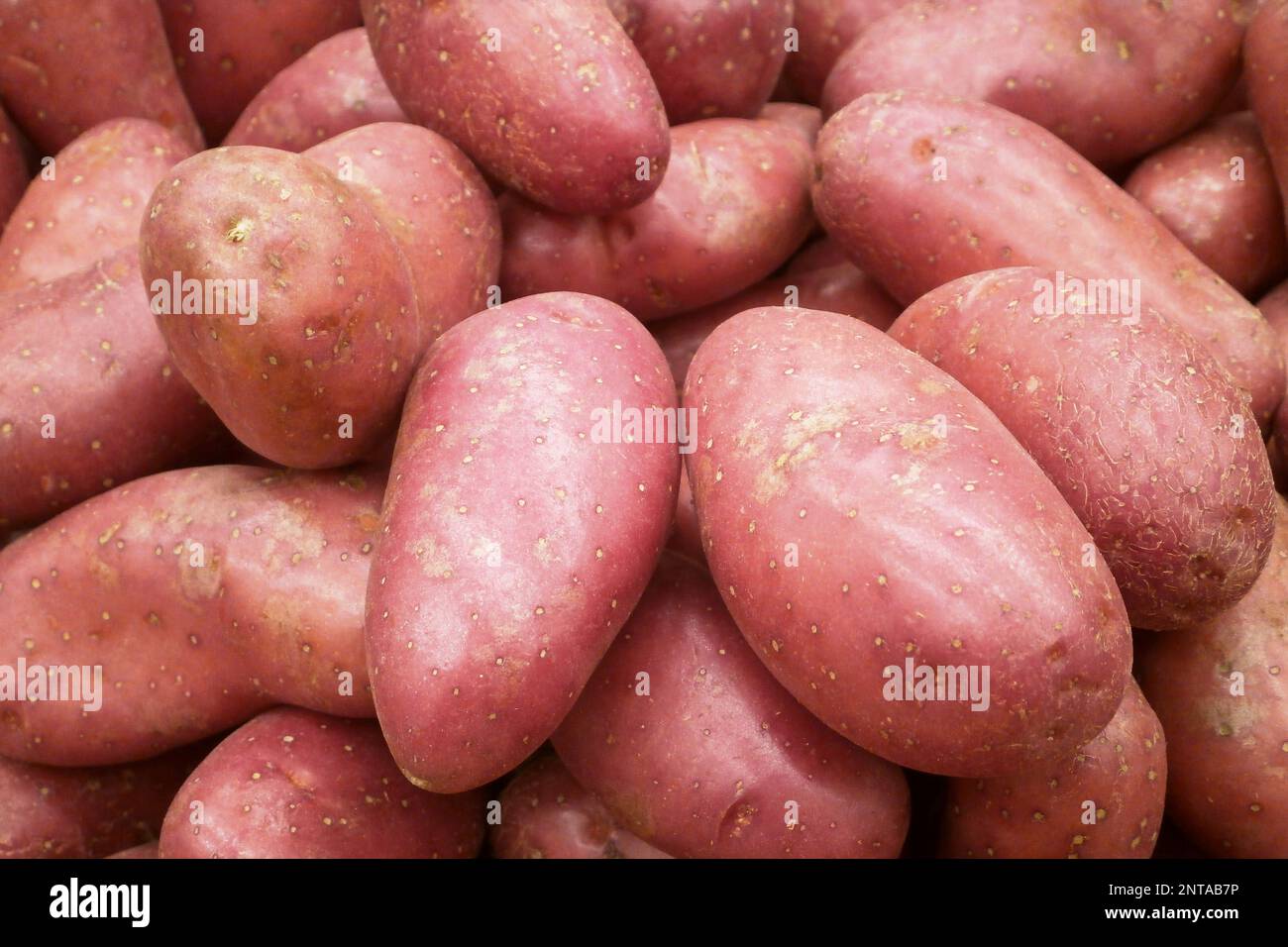 Close-up on a stack of pink potatoes for sale on a market stall Stock ...