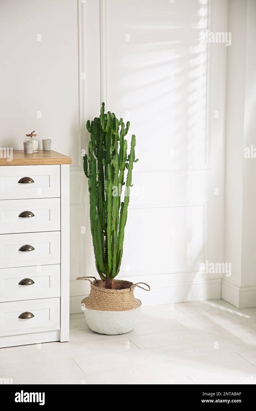 Cactus interior hi-res stock photography and images - Alamy