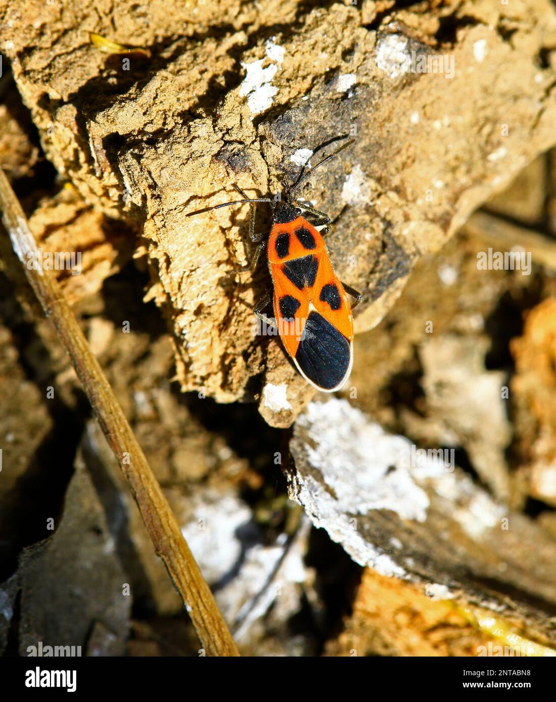 Bugs families and insects Stock Photo - Alamy