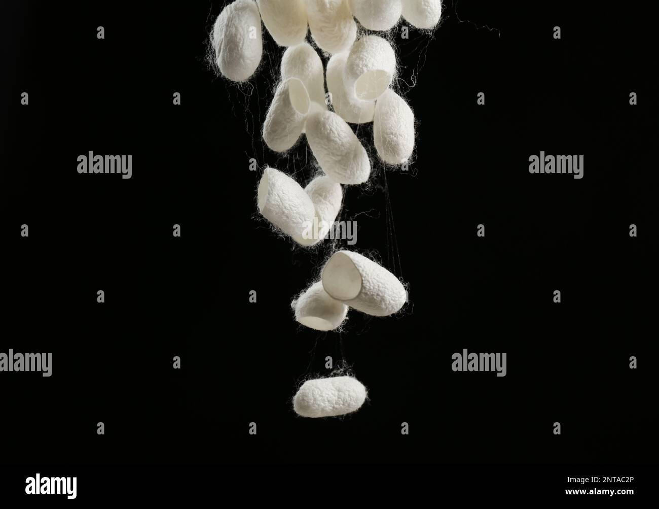 White silk cocoons falling on black background Stock Photo - Alamy