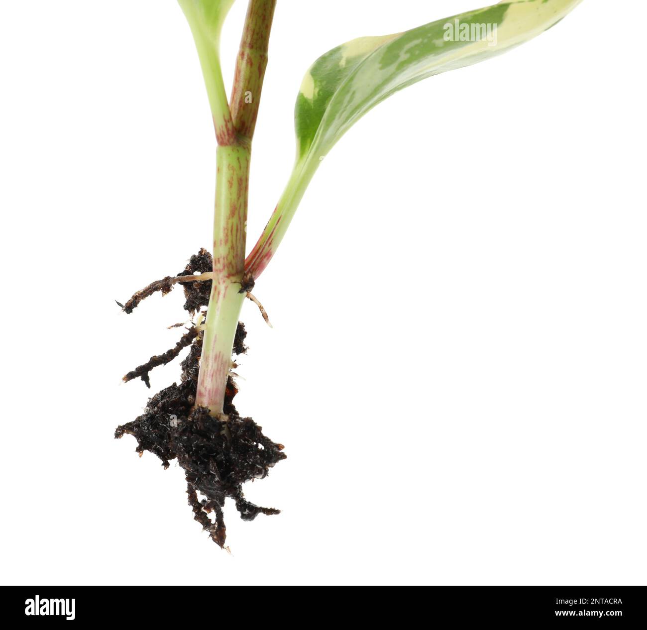 Root of houseplant seedling isolated on white Stock Photo - Alamy