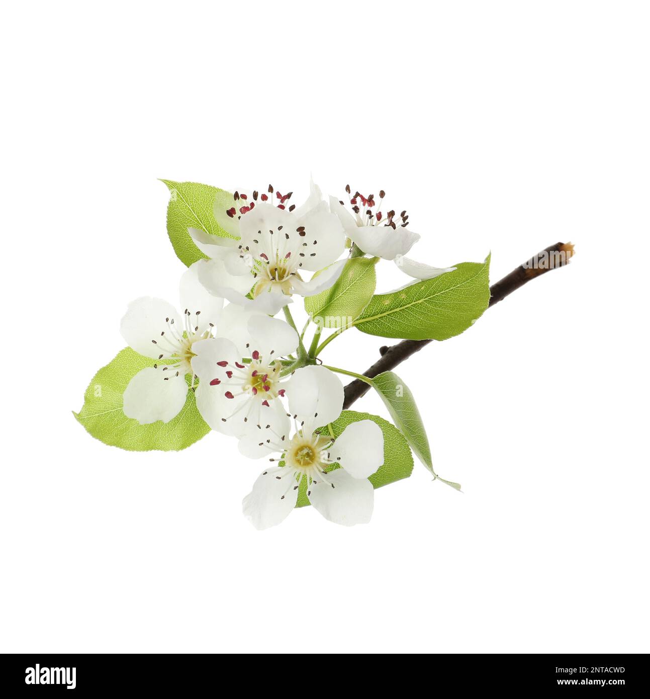 Beautiful blossoming pear tree branch with flowers on white background ...