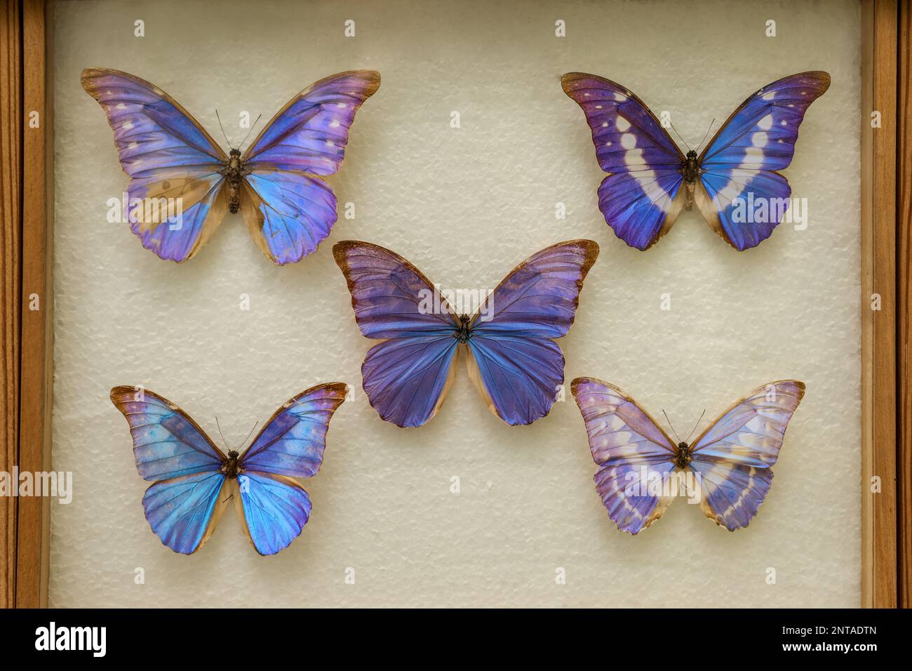 Display case with collection of beautiful exotic morpho butterflies ...