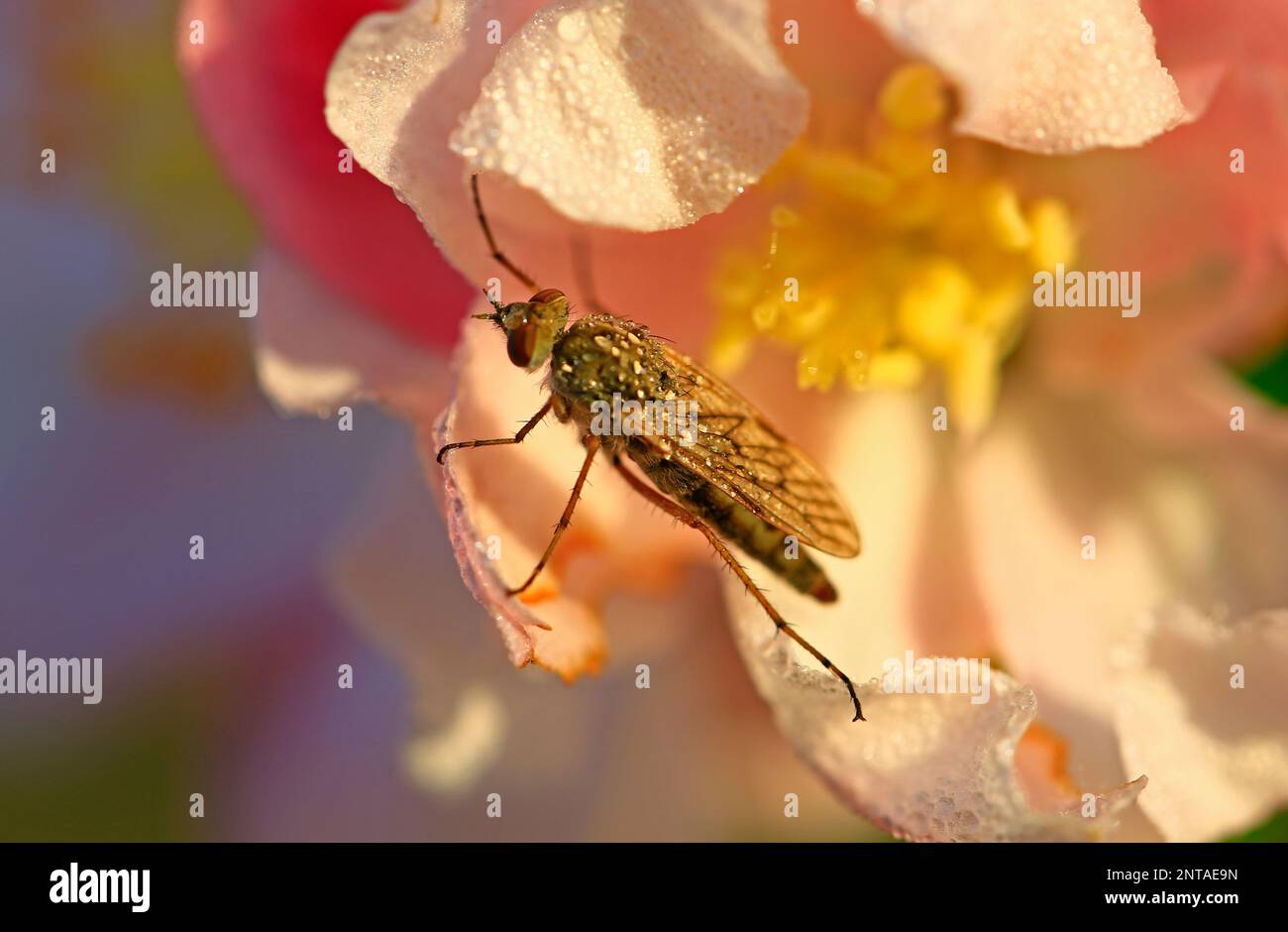 Fly insects, the stolen fly Stock Photo - Alamy