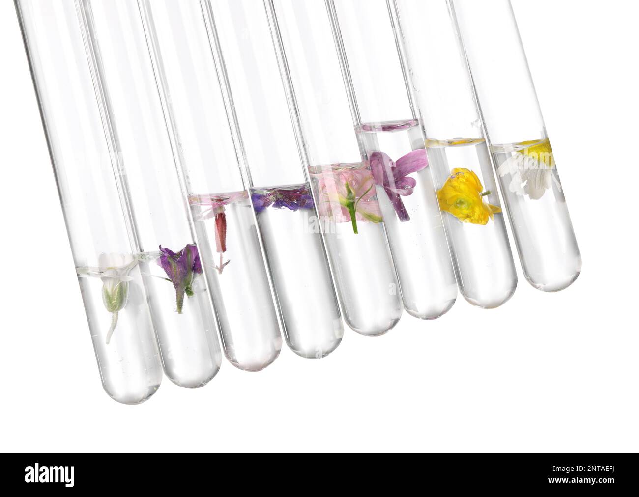 Test tubes with different flowers on white background. Essential oil ...