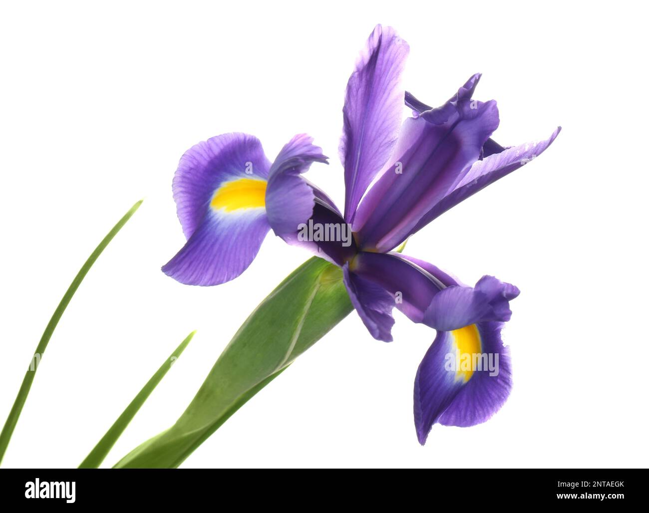 Iris isolated on white hi-res stock photography and images - Alamy