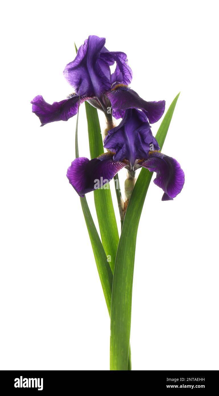 Two beautiful blooming irises on white background Stock Photo - Alamy