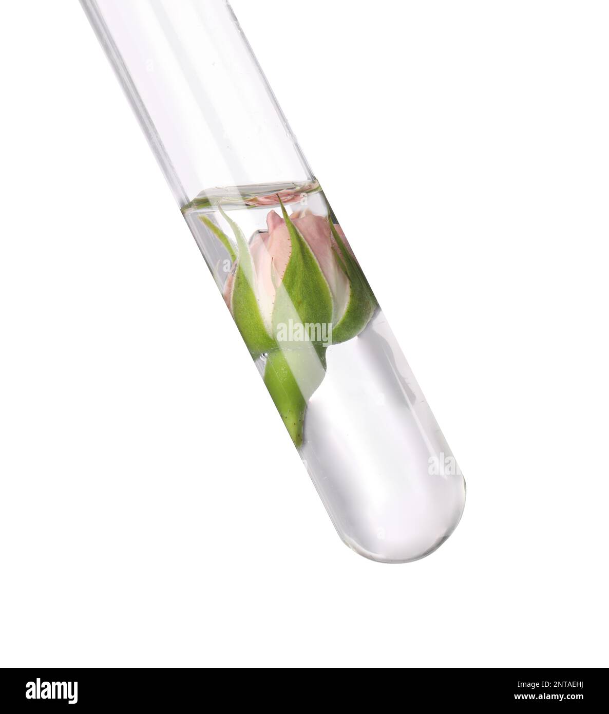 Test tube with rose flower on white background. Essential oil ...
