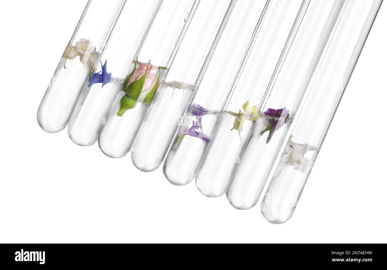 Test tubes with different flowers on white background. Essential oil ...