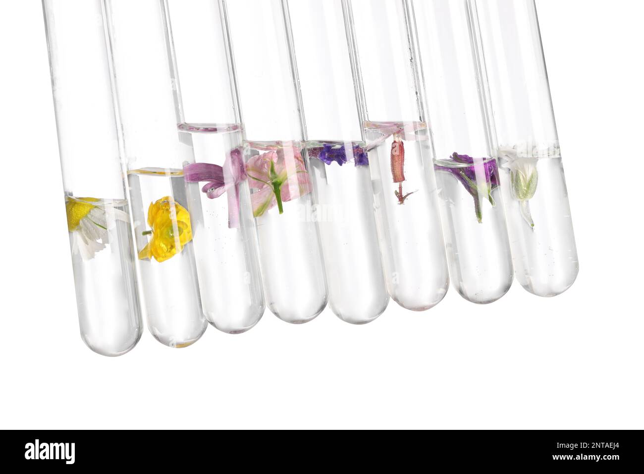 Test tubes with different flowers on white background. Essential oil ...
