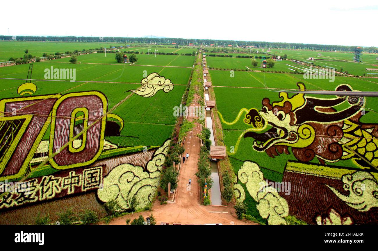 A view of the images formed by different types of rice in the rice ...