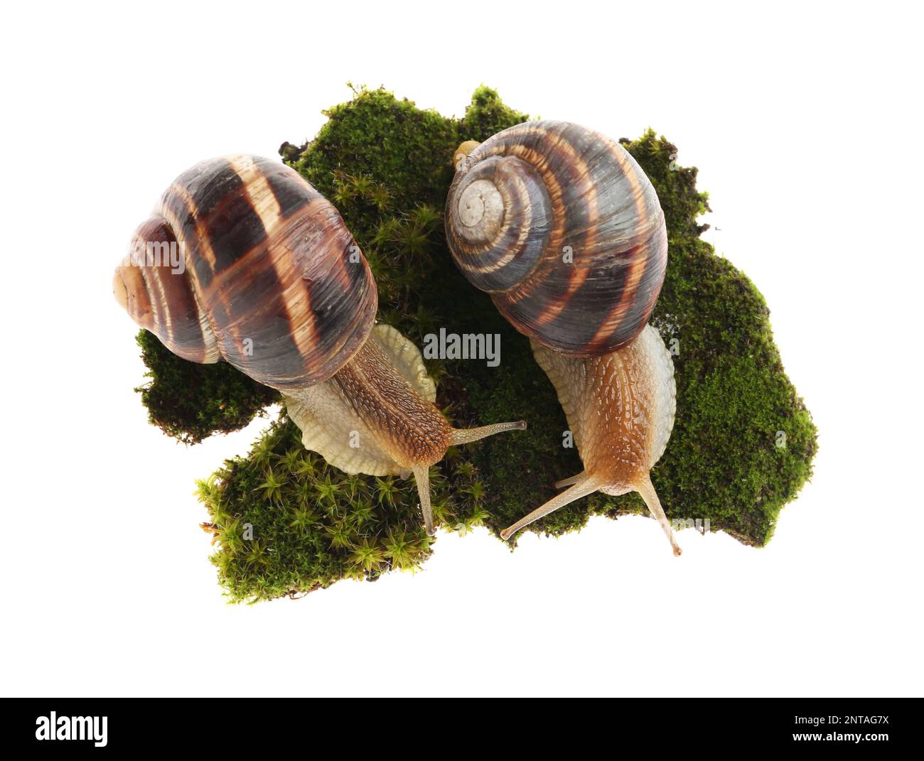 Common garden snails crawling on green moss against white background ...