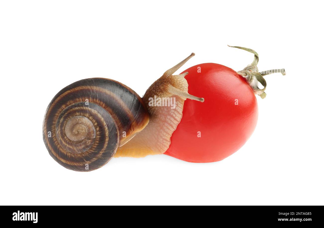 Common tomato hi-res stock photography and images - Alamy