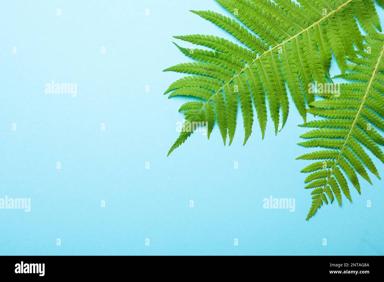 Beautiful tropical fern leaves on light blue background, flat lay ...