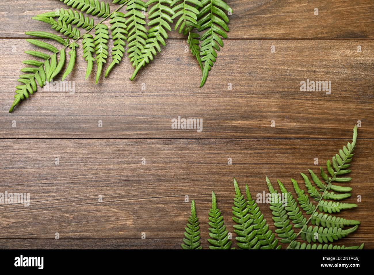 Beautiful tropical fern leaves on wooden background, flat lay. Space ...