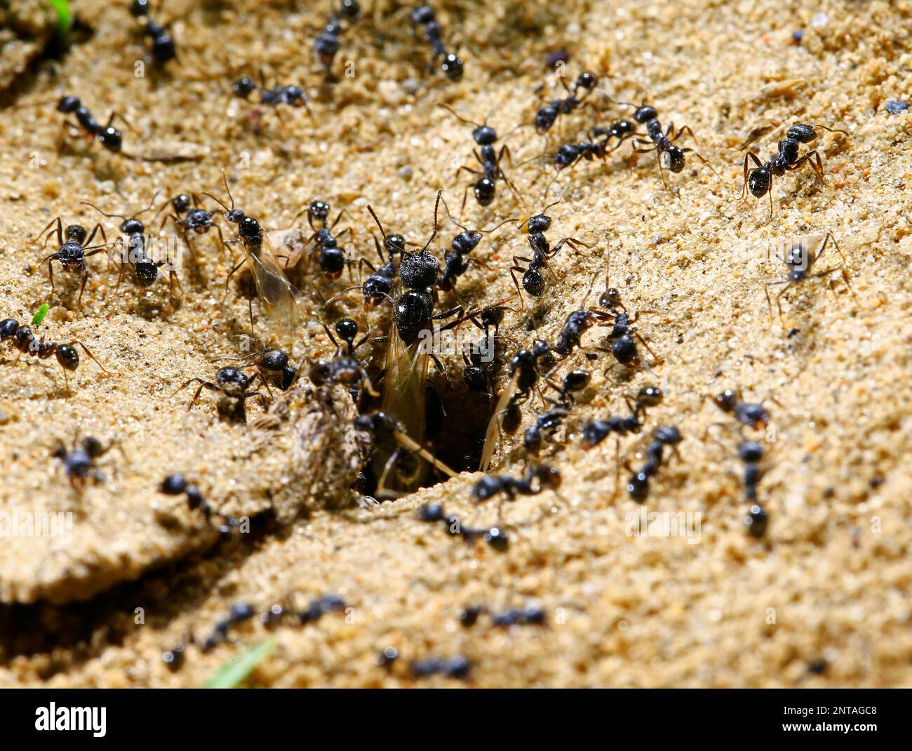 black ants on wood Stock Photo - Alamy