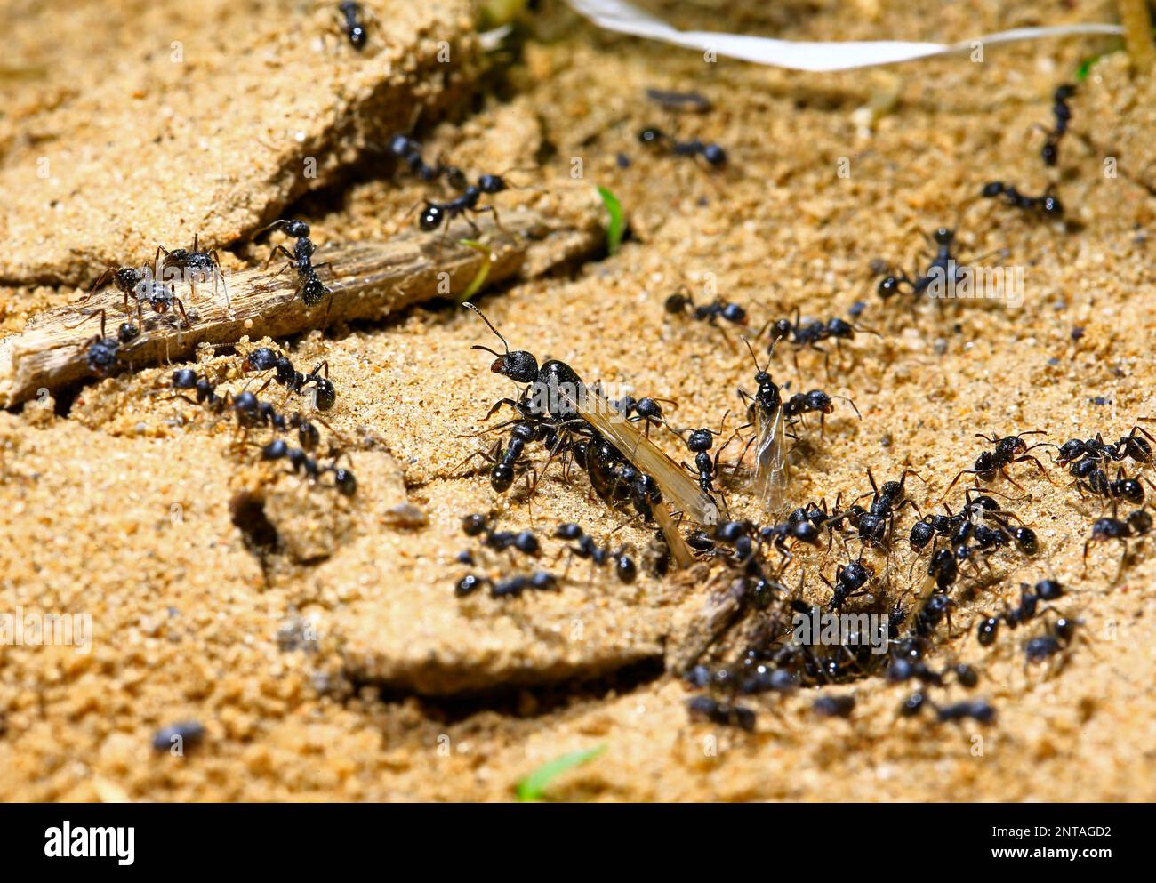 black ants on wood Stock Photo - Alamy