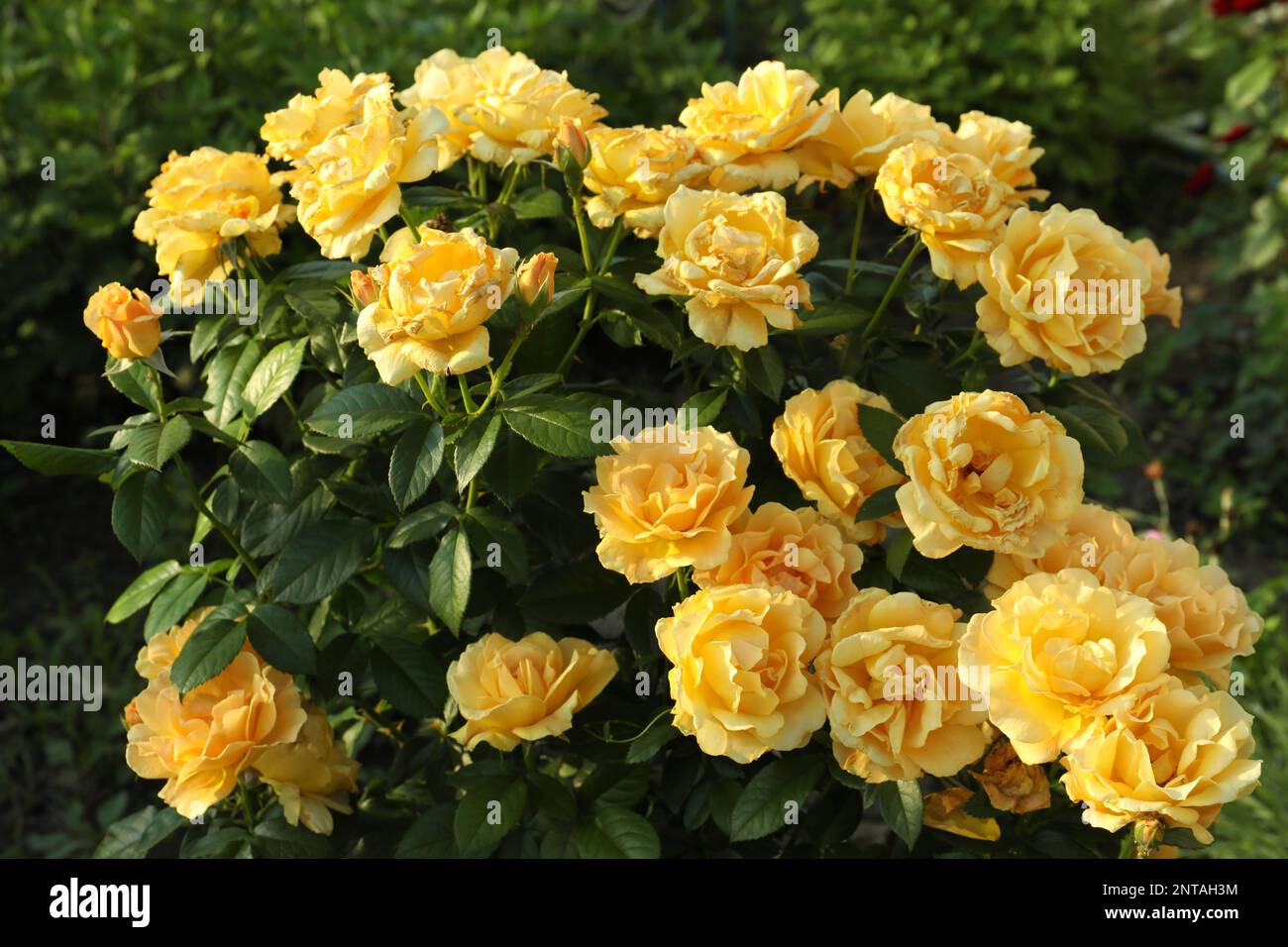 Beautiful blooming yellow roses hi-res stock photography and images - Alamy