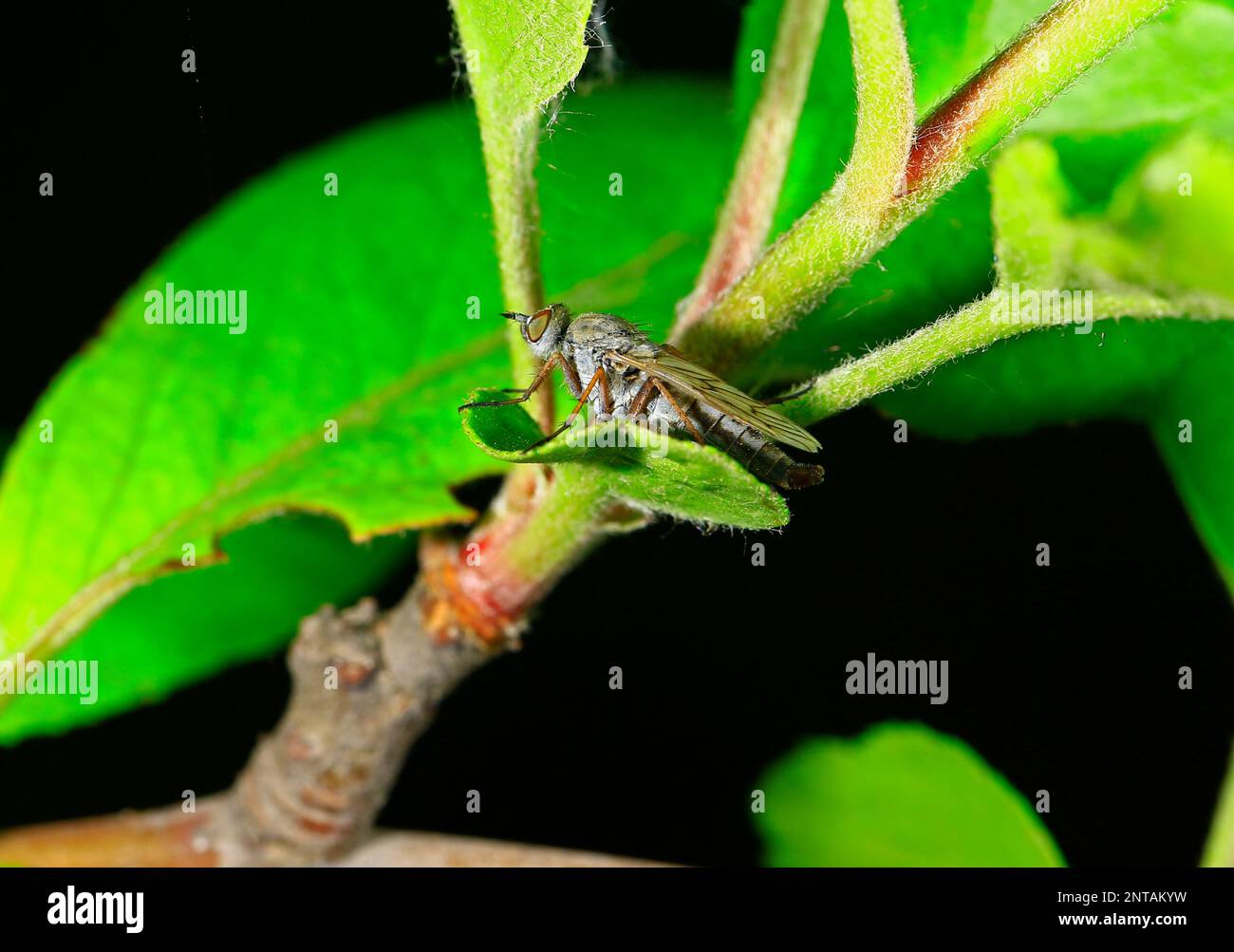 Fly insects, the stolen fly Stock Photo - Alamy