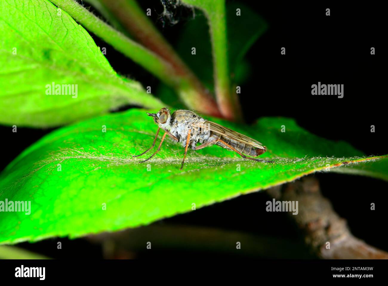 Fly insects, the stolen fly Stock Photo - Alamy