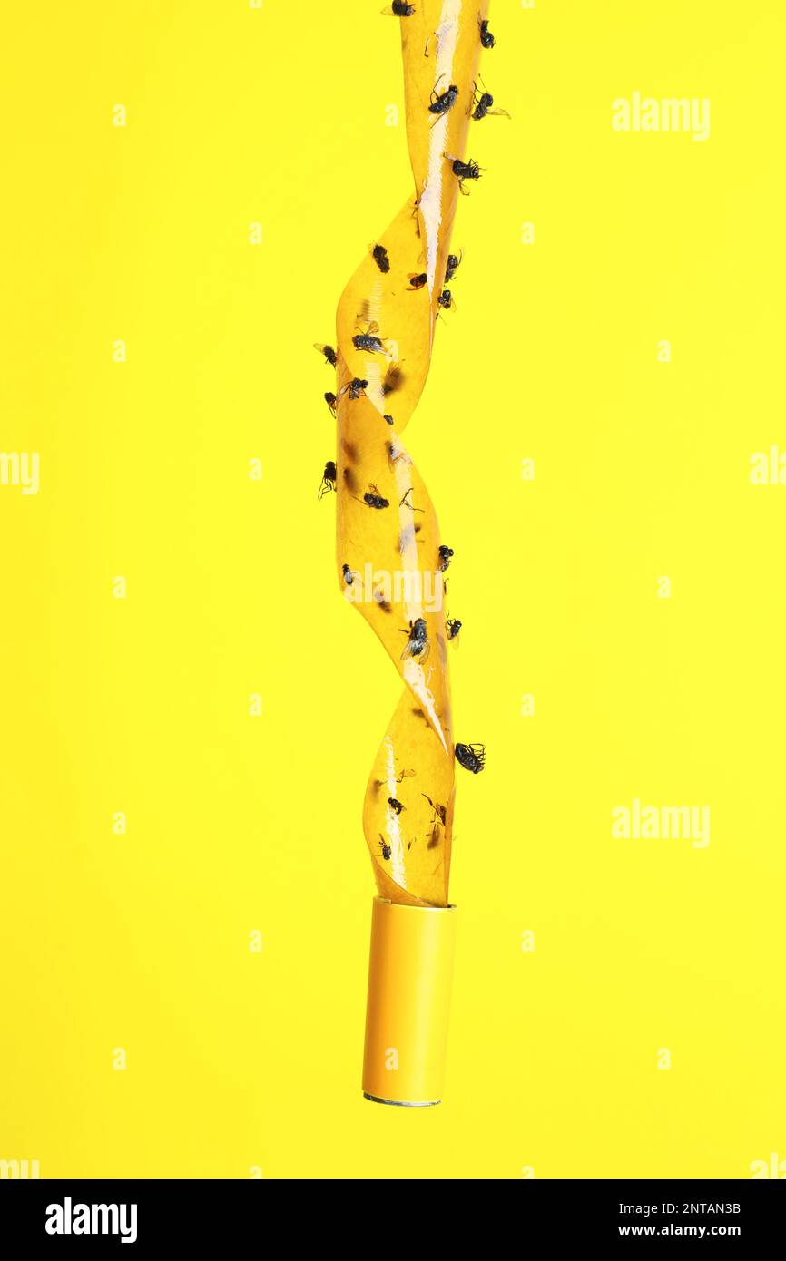 Dead flies glued sticky ribbon hi-res stock photography and images - Alamy
