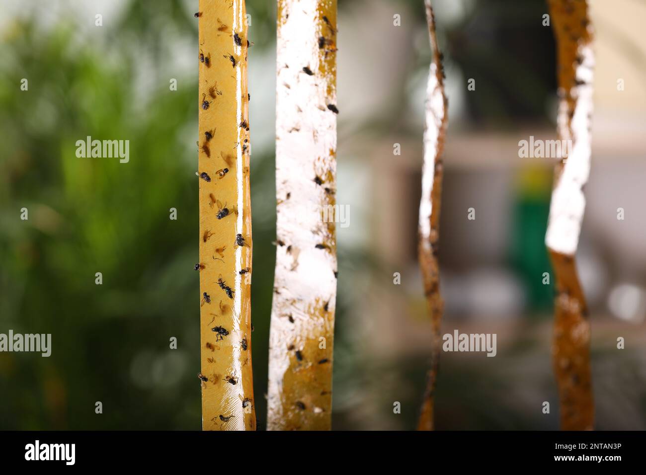 Sticky insect tapes with dead flies on blurred background Stock Photo ...
