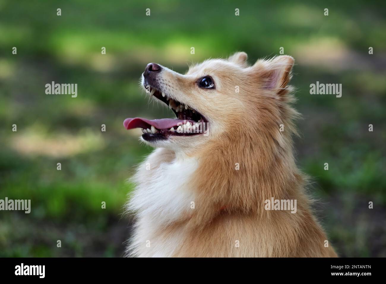 Cute dog on blurred background outdoors. Adorable pet Stock Photo - Alamy