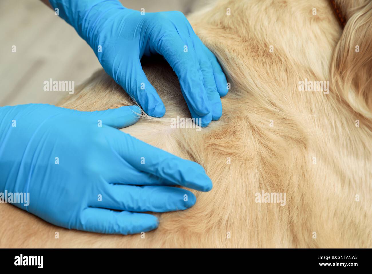 Veterinarian checking dog's skin for ticks, closeup Stock Photo - Alamy