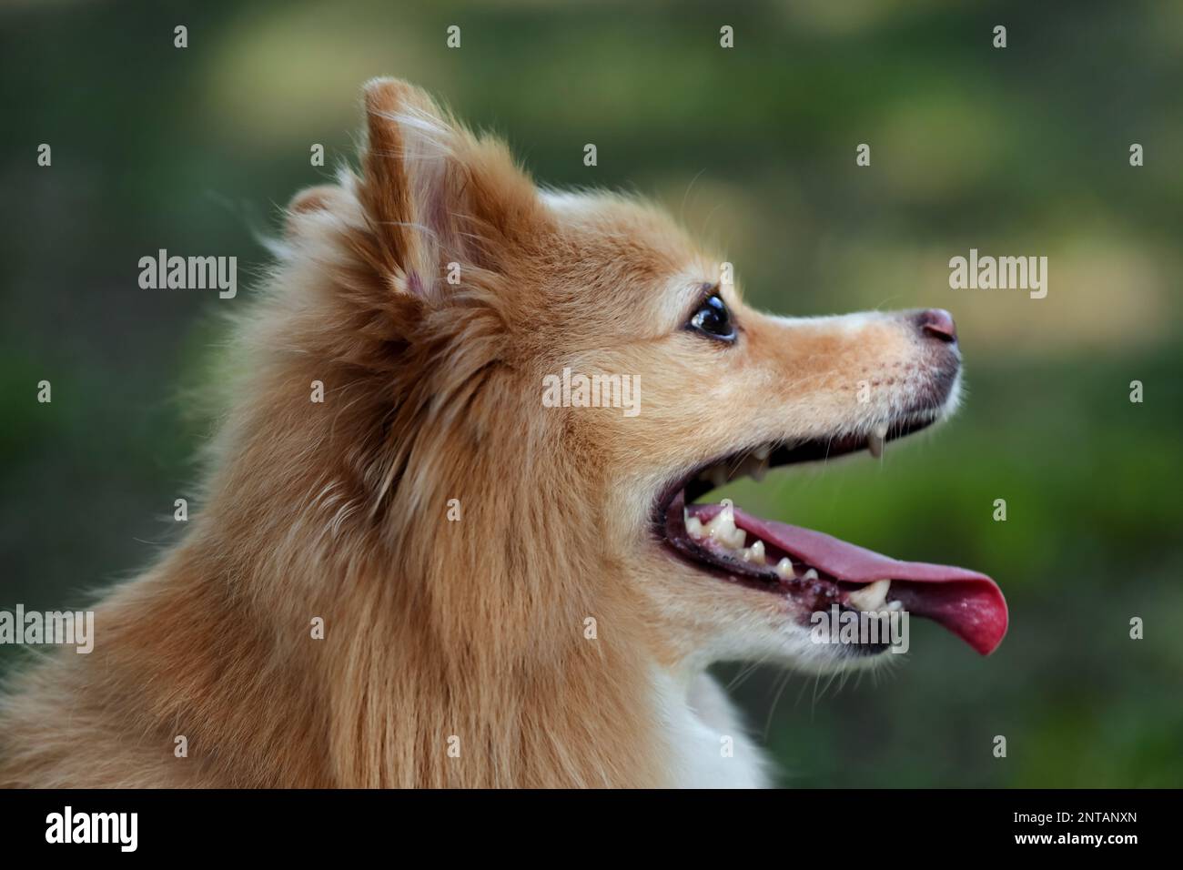 Cute dog on blurred background outdoors. Adorable pet Stock Photo - Alamy