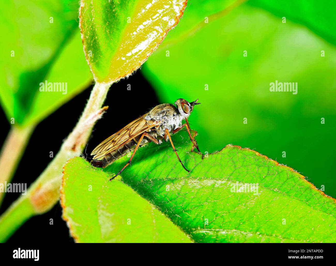 Fly insects, the stolen fly Stock Photo - Alamy