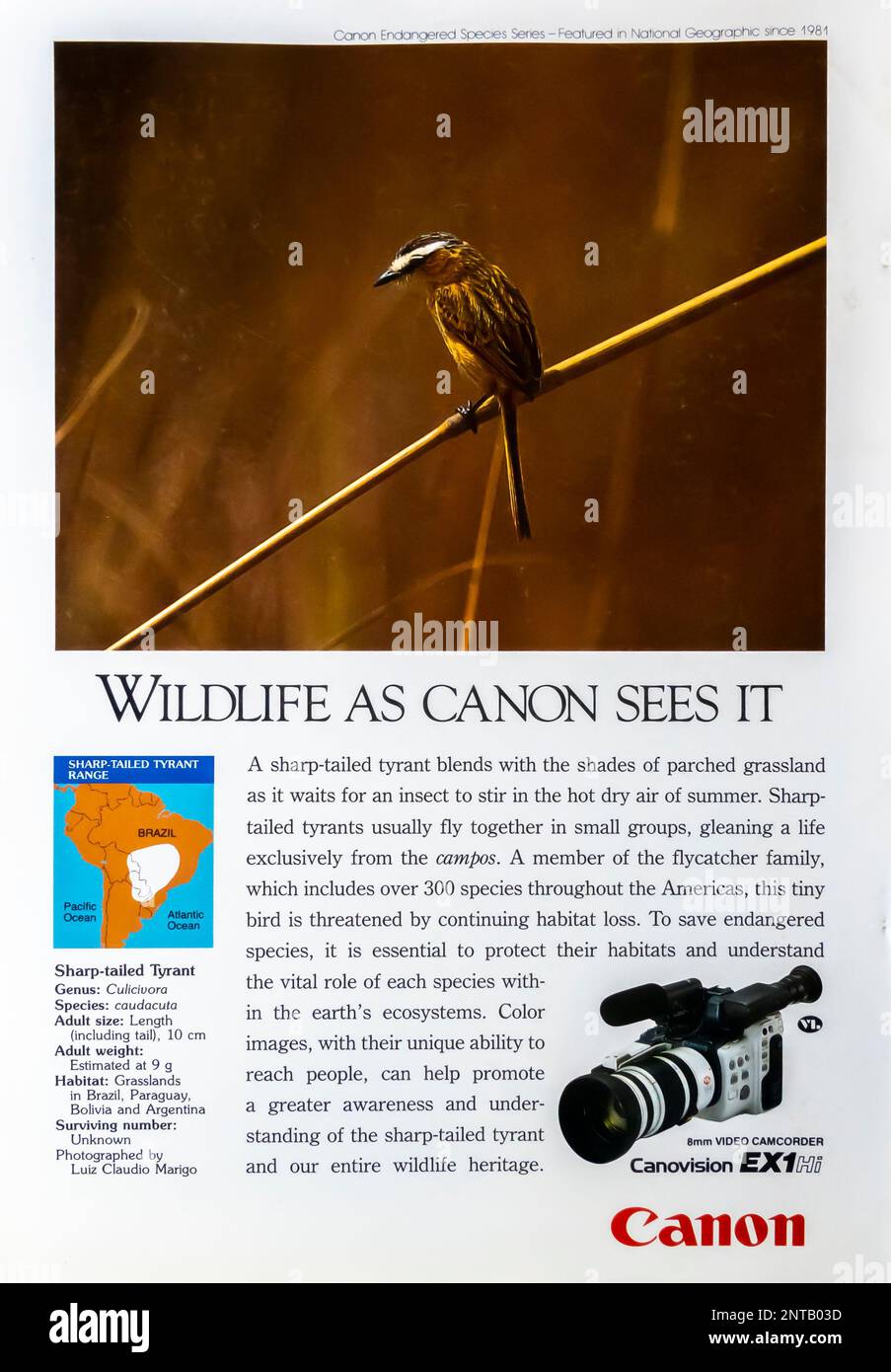Canon EX1 8 mm videocamera advert in a NatGeo magazine, August 1993 ...