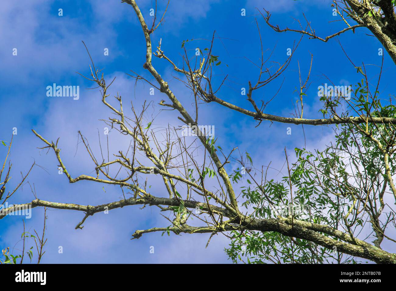 Old tree branches and the reflective sky nature photograph Stock Photo ...