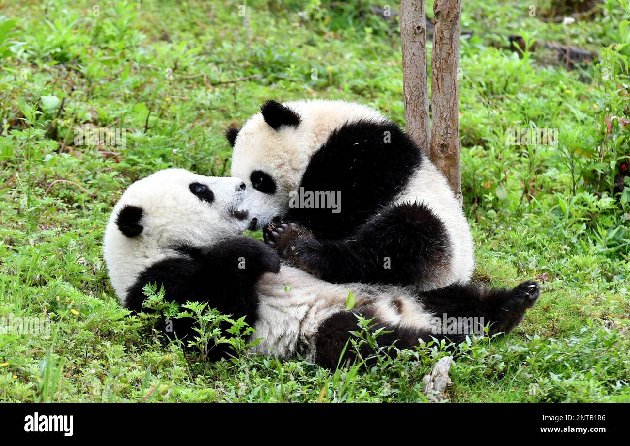 The baby pandas are playing in kindergarten in Wolong,Sichuan,China on ...