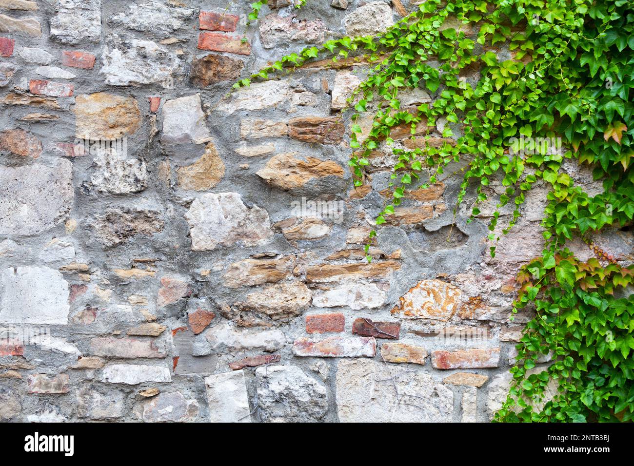 Vines growing o the right side of a stone wall Stock Photo - Alamy